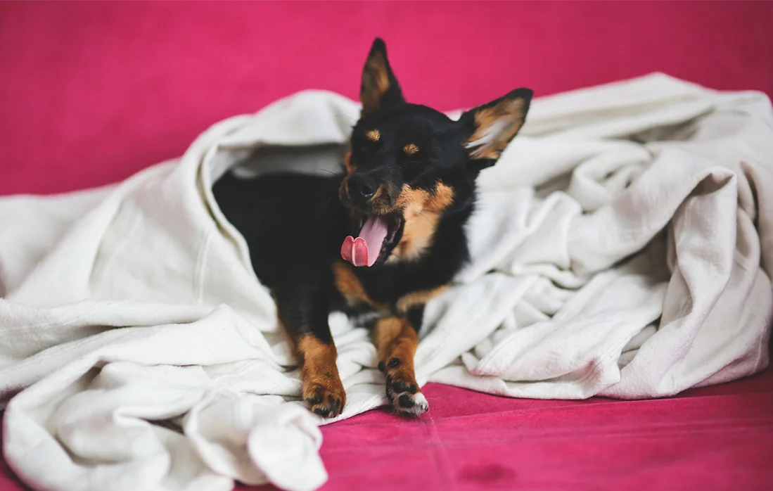 Melatonin For Dogs: Uses, Benefits And Dosage | Sleepopolis